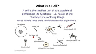 Cell theory how does the cell came from? nd what are the different ...