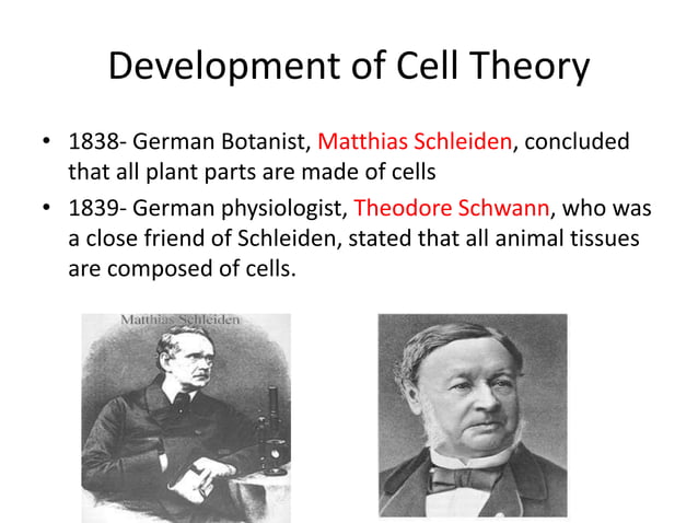 Cell theory, fundamental scientific theory of biology according to ...