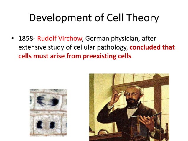Cell theory, fundamental scientific theory of biology according to ...