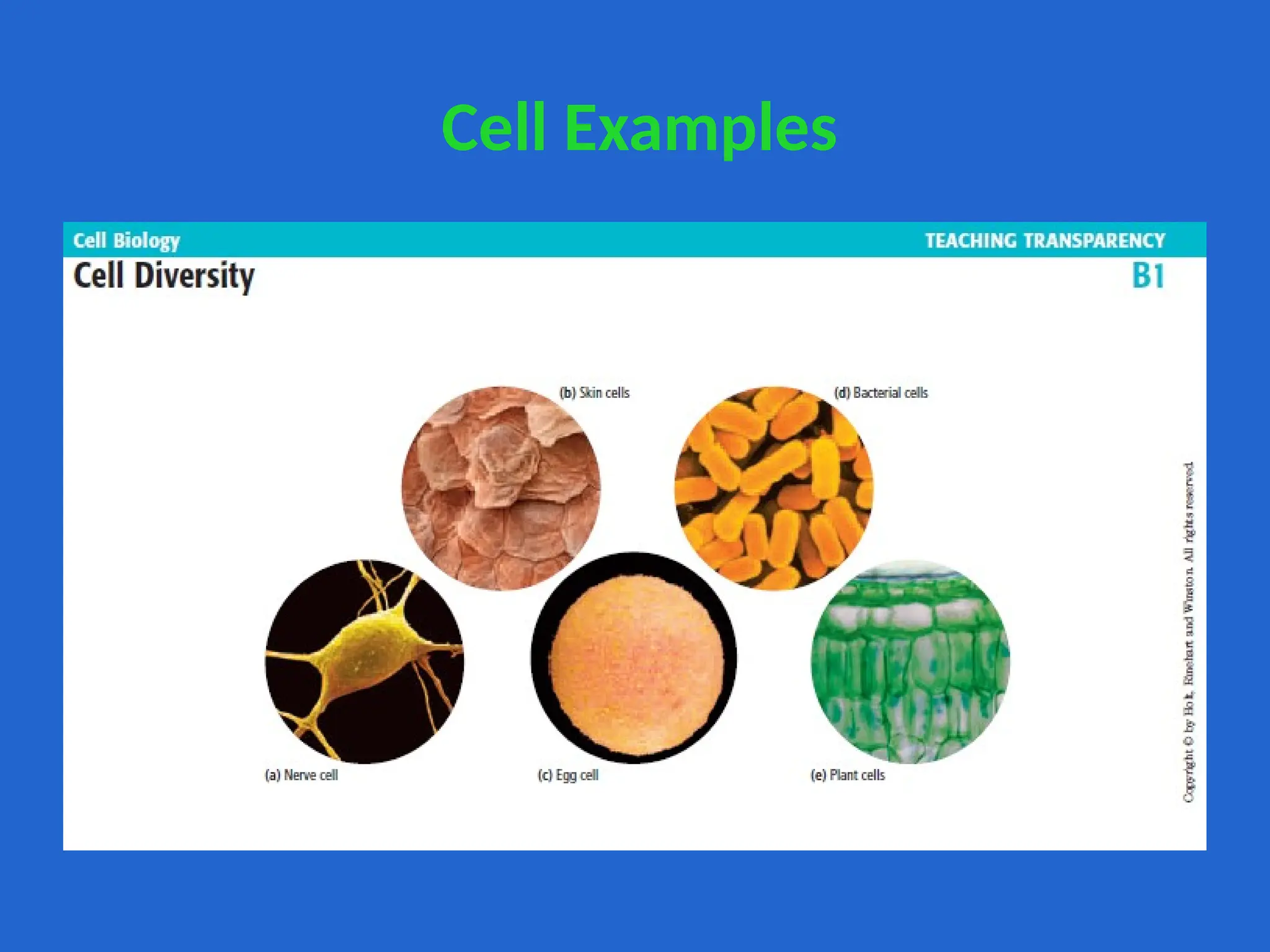 Cell Theory. History and Developmentpptx | PPTX
