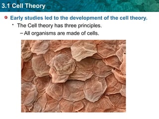 cell theory.pptcell theory.pptcell theory.pptcell theory.ppt