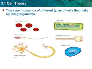 cell theory.pptcell theory.pptcell theory.pptcell theory.ppt