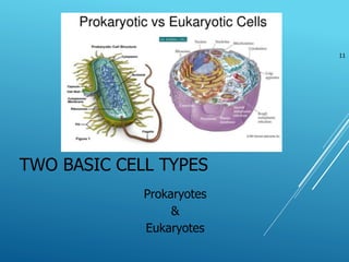 celltheoryandbasics2014-141212134940-conversion-gate01.ppt.pptx