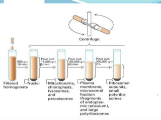 Cell theory cell fraction | PPT