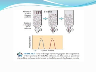 Cell theory cell fraction | PPT