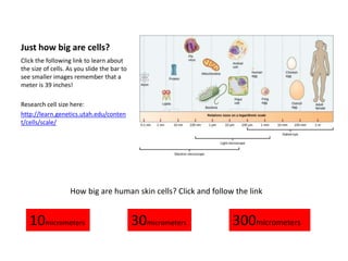 Cell theory choose your adventure | PPT