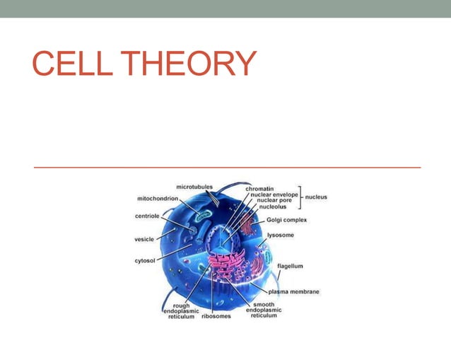 Cell Theory | PPTX | Biological Sciences | Science
