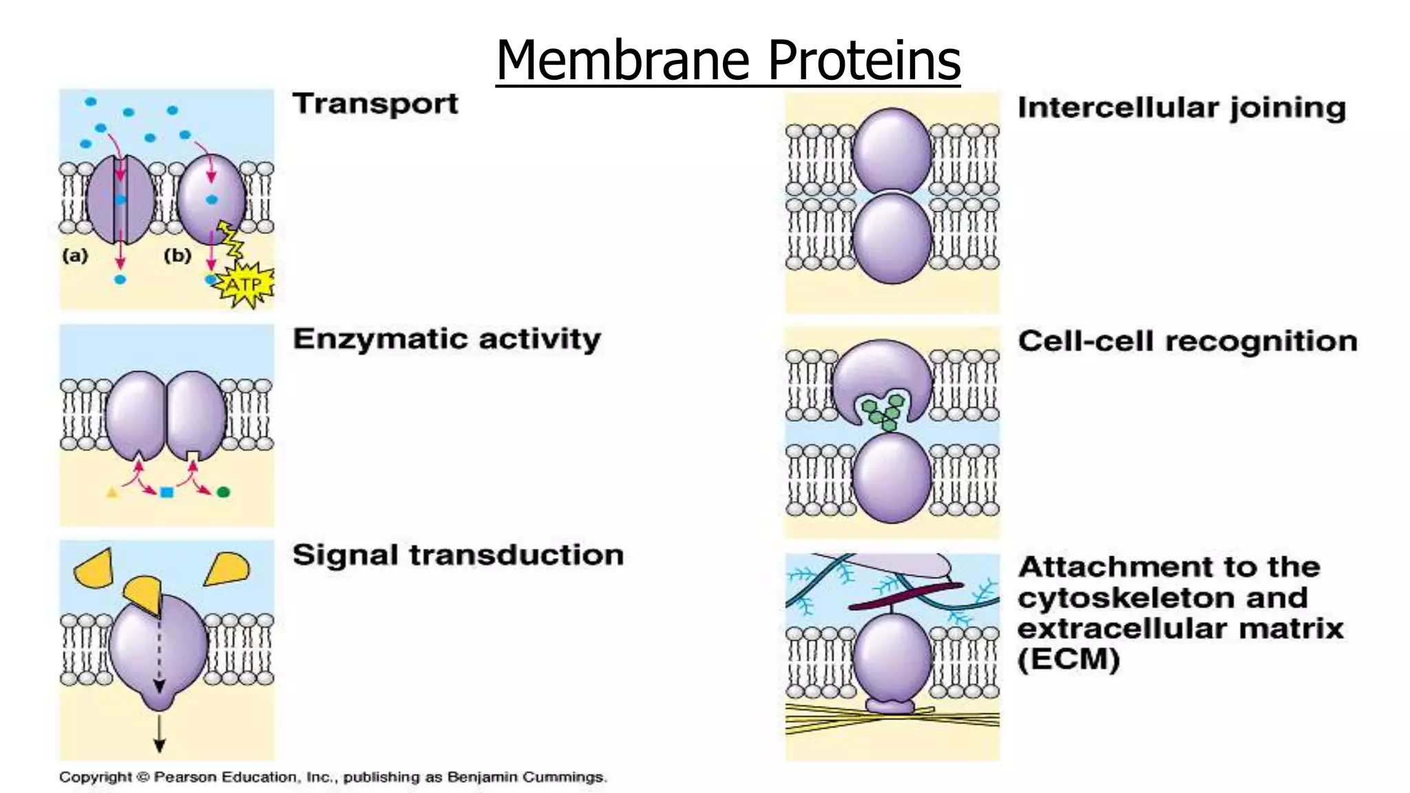 Cell theory membrane structure cell transport and important organelles ...