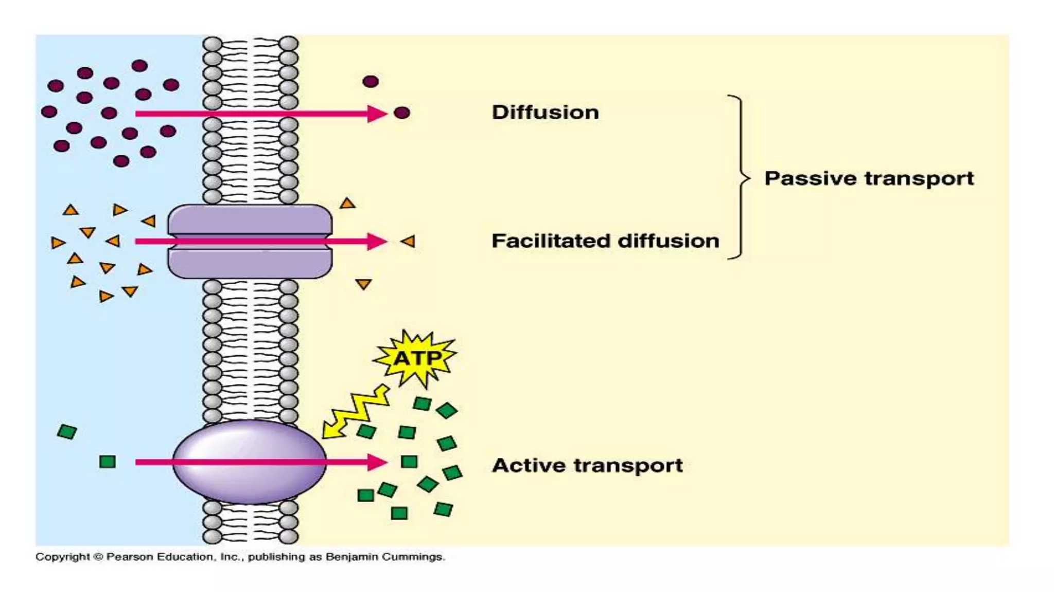 Cell theory membrane structure cell transport and important organelles ...