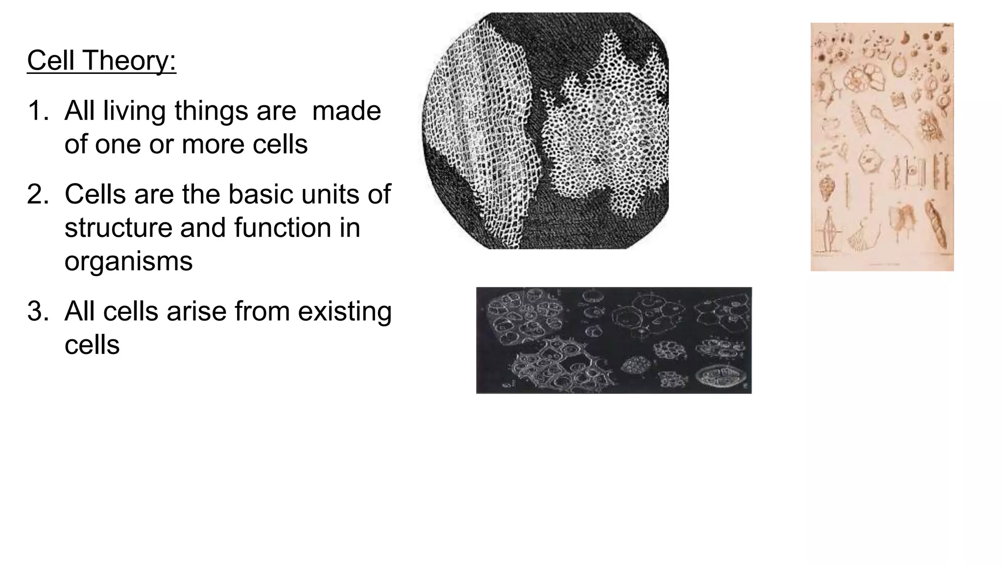 Cell theory membrane structure cell transport and important organelles ...