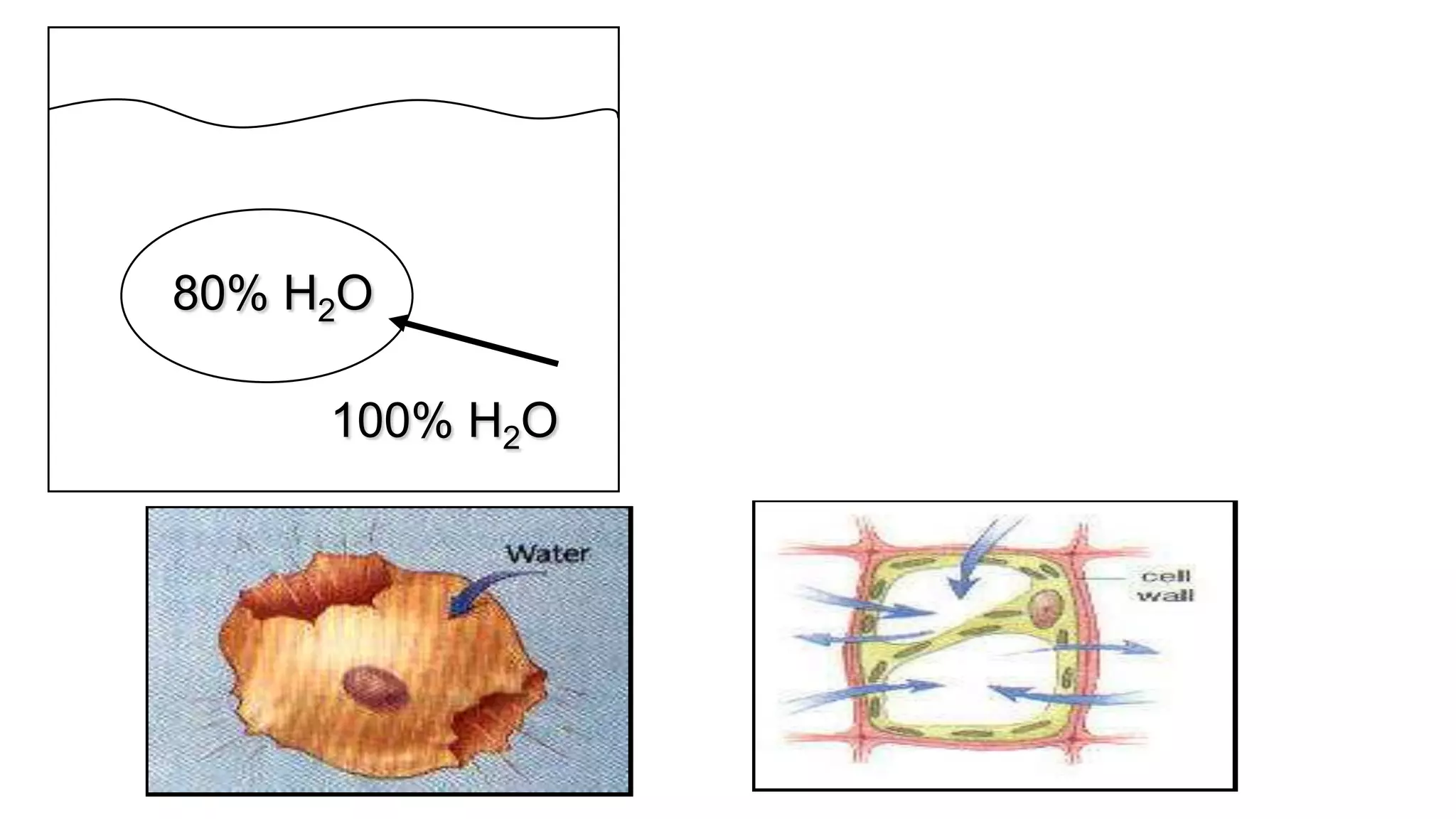Cell theory membrane structure cell transport and important organelles ...
