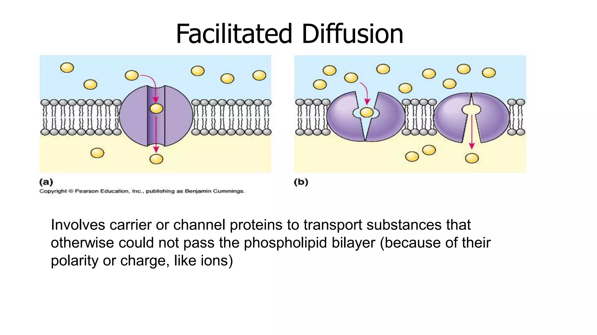 Cell theory membrane structure cell transport and important organelles ...