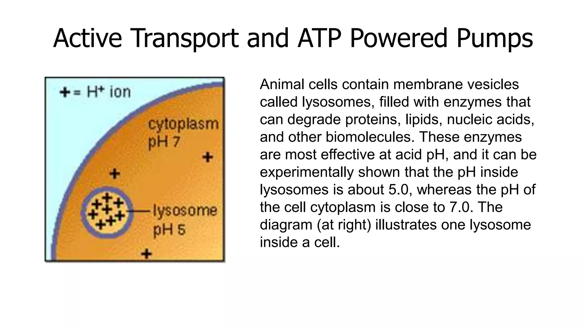Cell theory membrane structure cell transport and important organelles ...