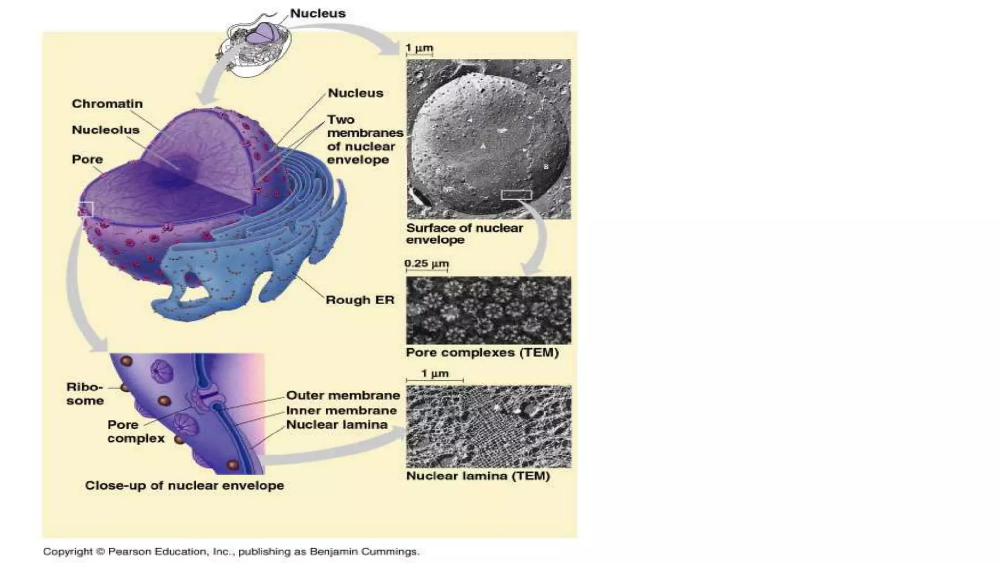 Cell theory membrane structure cell transport and important organelles ...