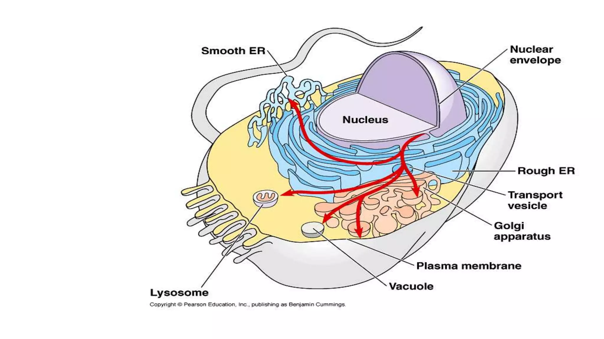 Cell theory membrane structure cell transport and important organelles ...