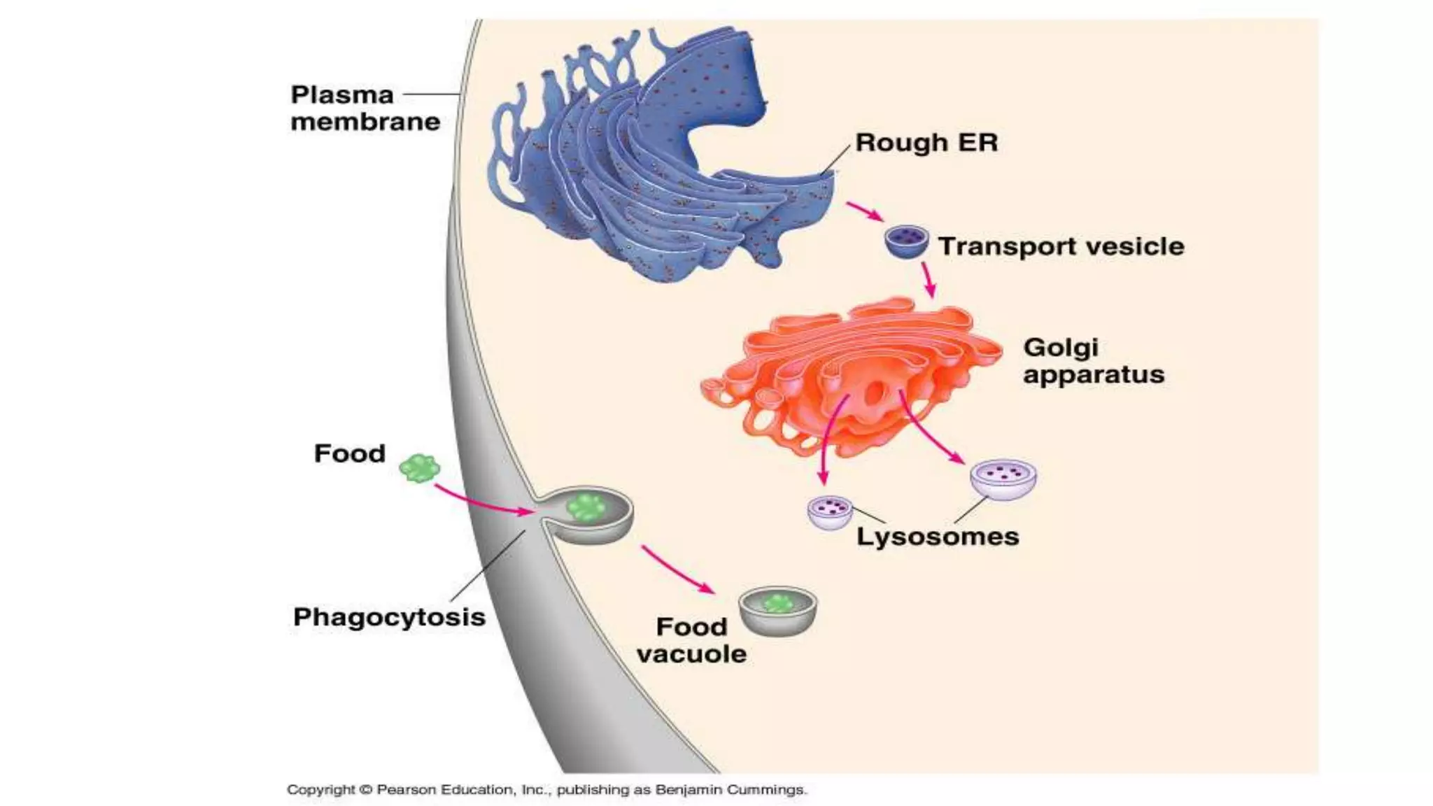 Cell theory membrane structure cell transport and important organelles ...