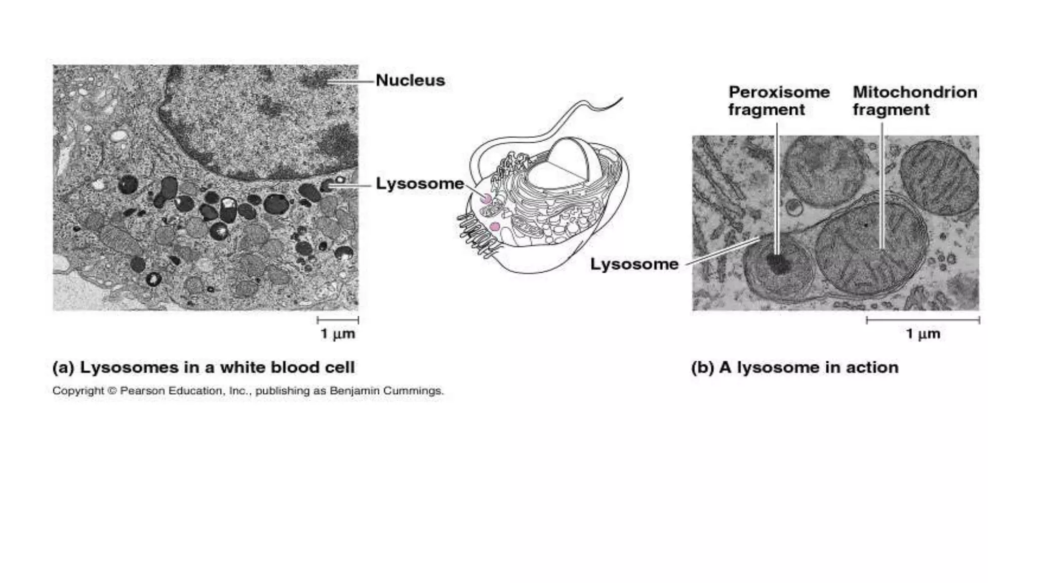 Cell theory membrane structure cell transport and important organelles ...
