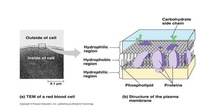 Cell theory membrane structure cell transport and important organelles ...