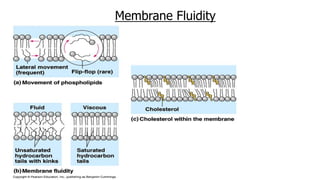 Cell theory membrane structure cell transport and important organelles ...