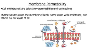 Cell theory membrane structure cell transport and important organelles ...