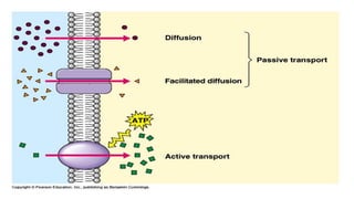 Cell theory membrane structure cell transport and important organelles ...