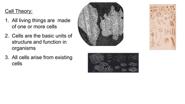 Cell theory membrane structure cell transport and important organelles ...