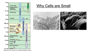 Cell theory membrane structure cell transport and important organelles ...