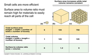 Cell theory membrane structure cell transport and important organelles ...