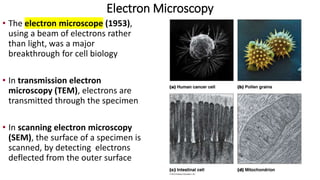 Cell Theory and Microscopy | PPTX