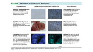 Cell Theory and Microscopy | PPTX