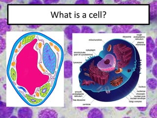 Cell theory notes | PPTX | Biological Sciences | Science