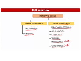 CELL THE UNIT OF LIFE CLASS 1 BIOLOGY CHAPTER 1 TILL LECTURE 02.pdf