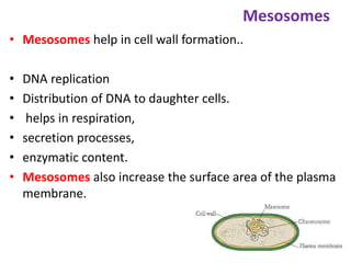 Cell the unit of life ncert cell envelop to cell membrane | PPTX