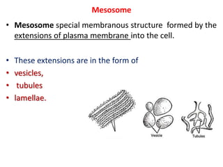 Cell the unit of life ncert cell envelop to cell membrane | PPTX