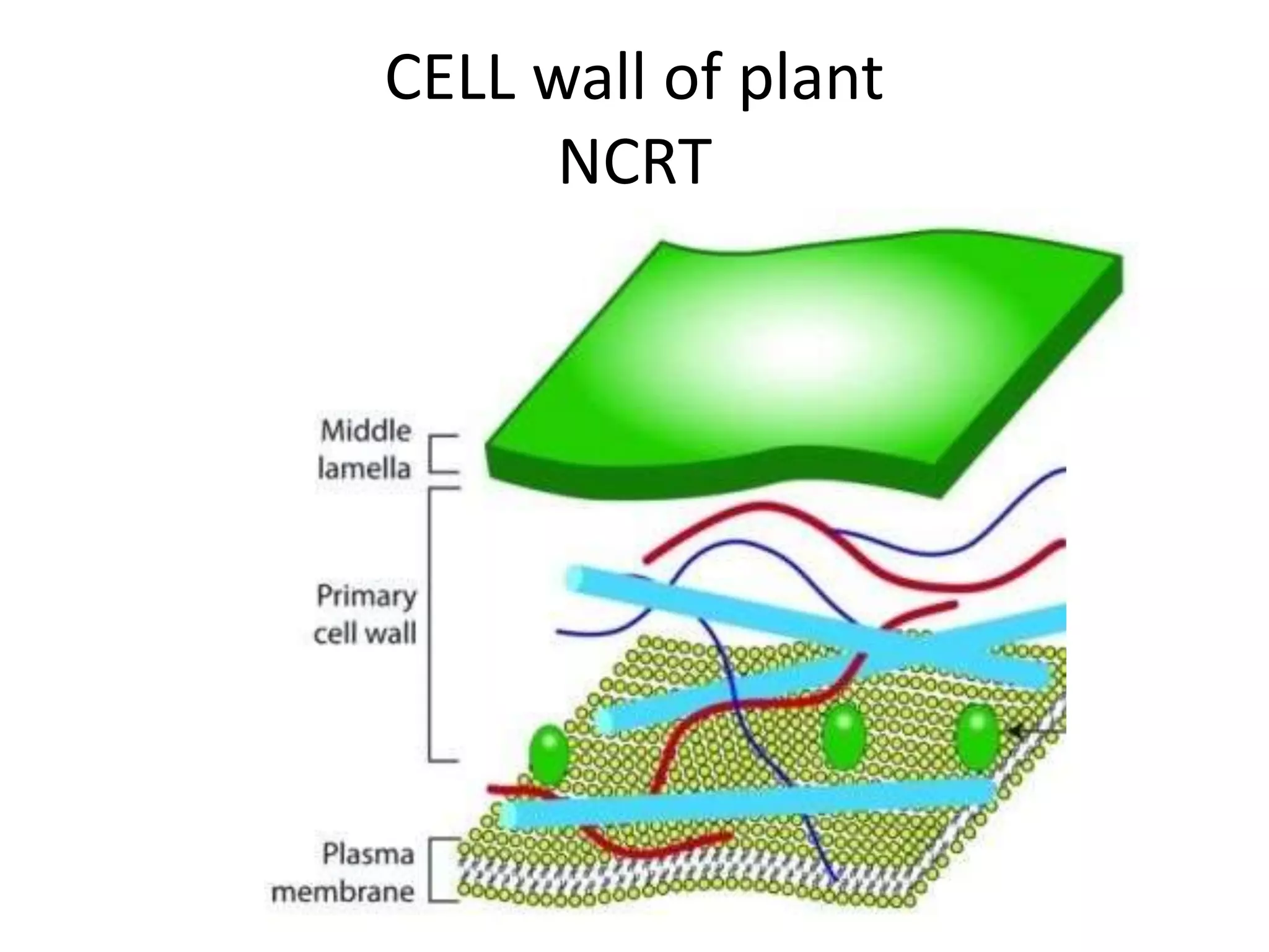 Cell the unit of life ncert cell wall to golgi complex | PPT