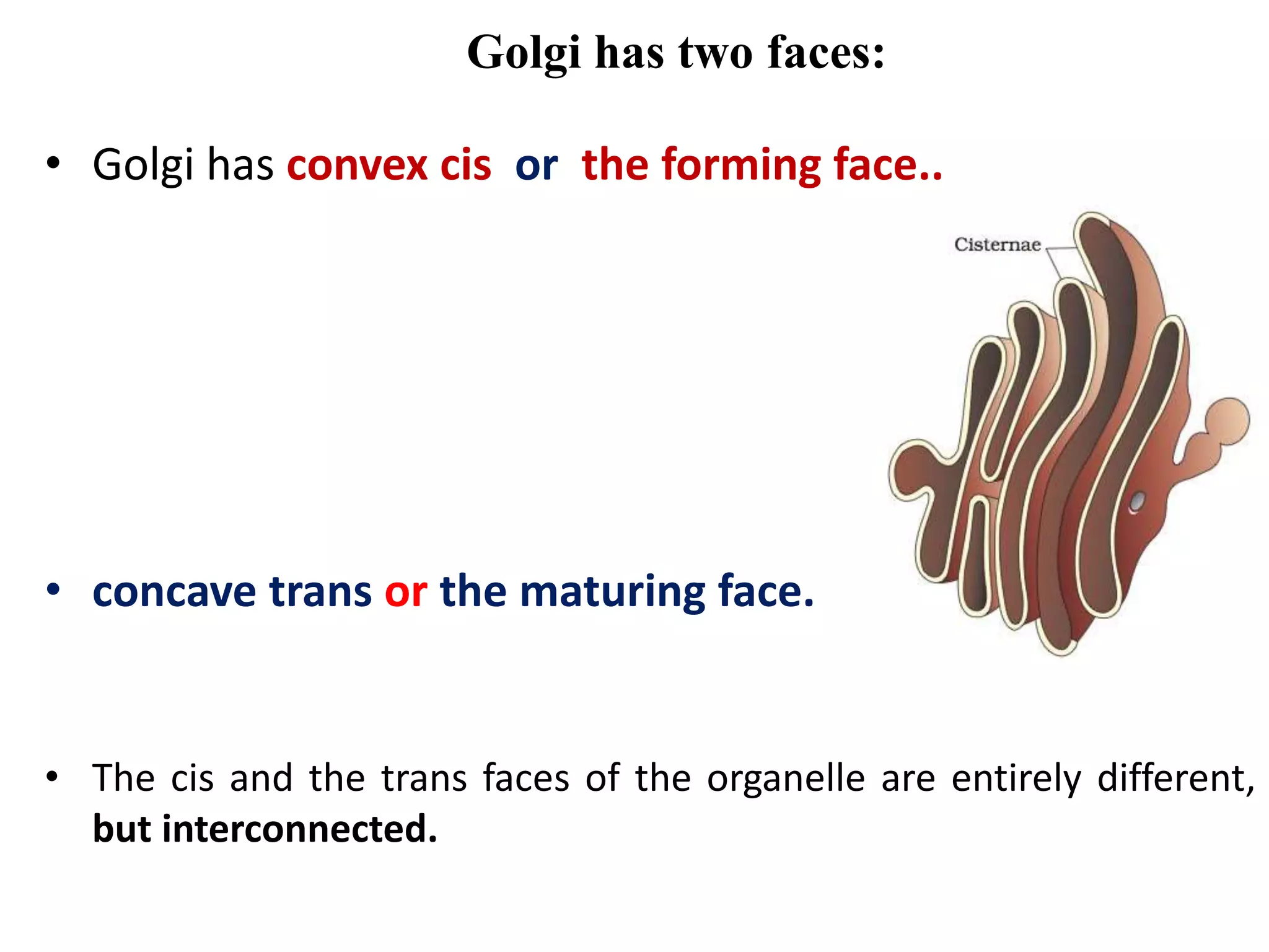 Cell the unit of life ncert cell wall to golgi complex | PPT