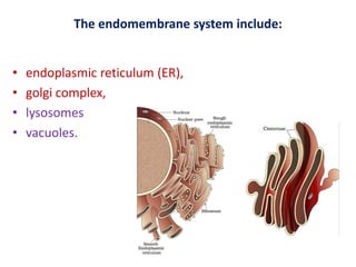 Cell the unit of life ncert cell wall to golgi complex | PPTX