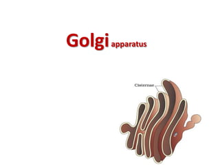 Cell the unit of life ncert cell wall to golgi complex | PPTX