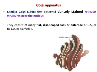 Cell the unit of life ncert cell wall to golgi complex | PPT