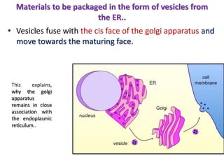 Cell the unit of life ncert cell wall to golgi complex | PPTX