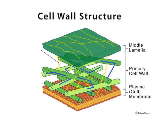 Cell the unit of life ncert cell wall to golgi complex | PPT