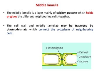 Cell the unit of life ncert cell wall to golgi complex | PPT