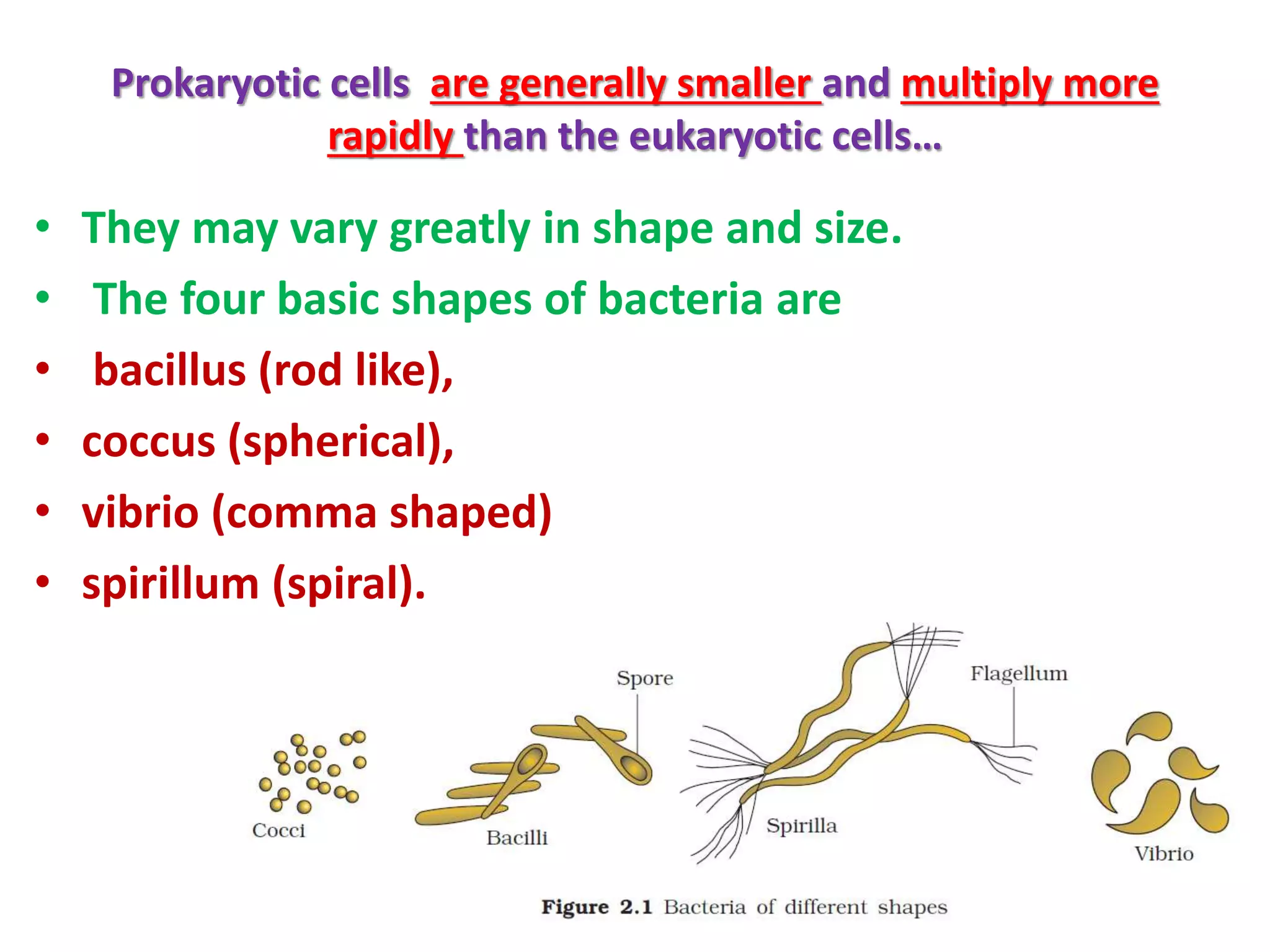 Cell the unit of life ncert introduction to prokaryotic cells | PPTX