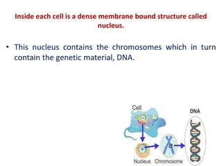 Cell the unit of life ncert introduction to prokaryotic cells | PPTX