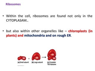 Cell the unit of life ncert introduction to prokaryotic cells | PPTX
