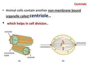 Cell the unit of life ncert introduction to prokaryotic cells | PPTX
