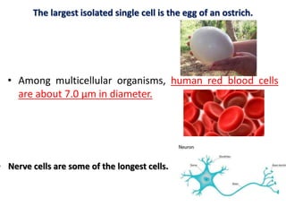 Cell the unit of life ncert introduction to prokaryotic cells | PPTX