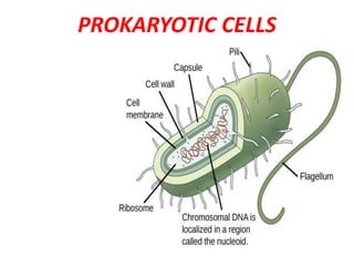 Cell the unit of life ncert introduction to prokaryotic cells | PPTX