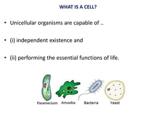 Cell the unit of life ncert introduction to prokaryotic cells | PPTX