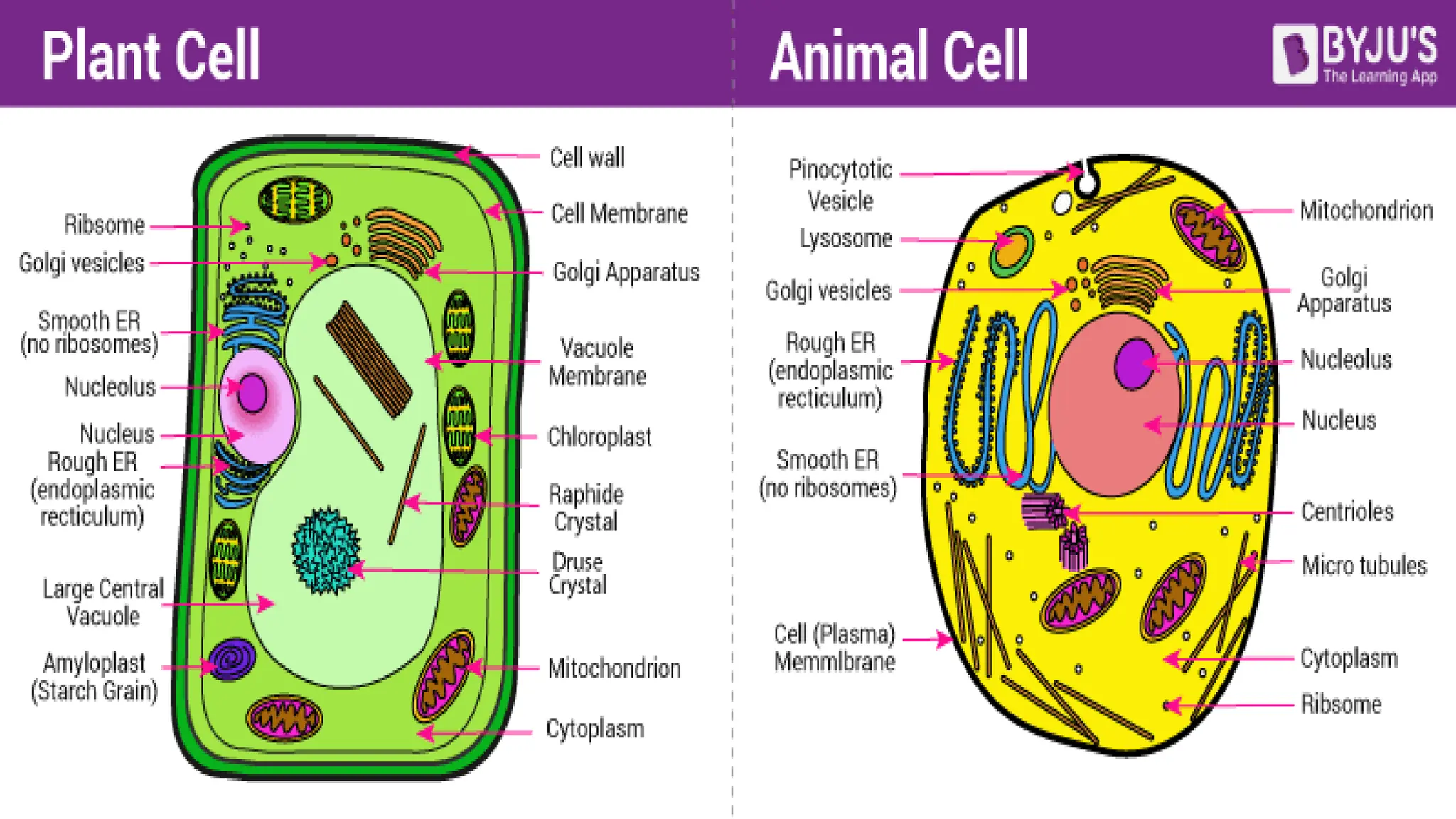 cell the unit of life (plant cell vs animal cell).pptx